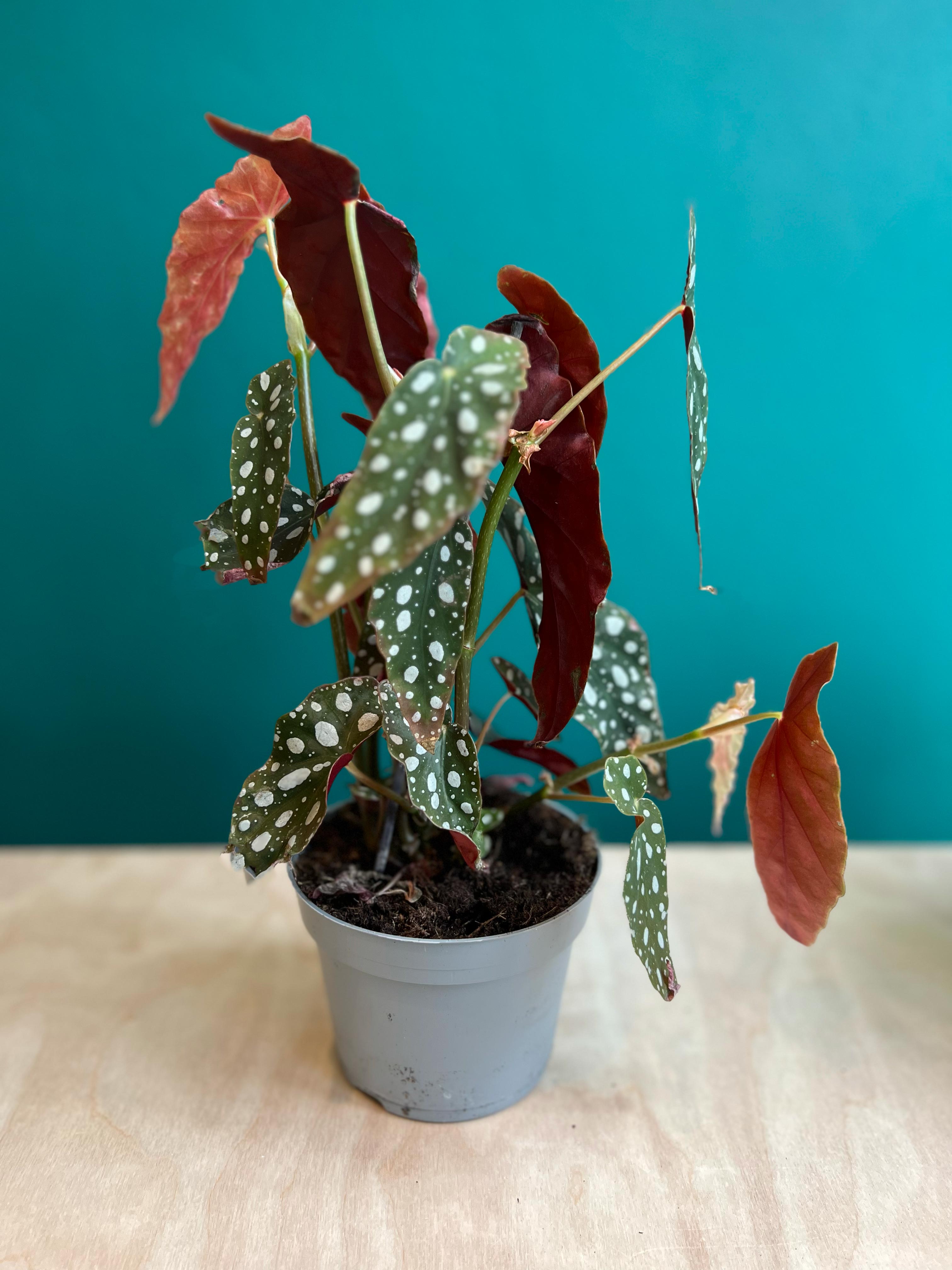 Begonia Maculata Polka Dot Concrete Cacti Begonia Maculata Polka Dot Concrete Cacti
