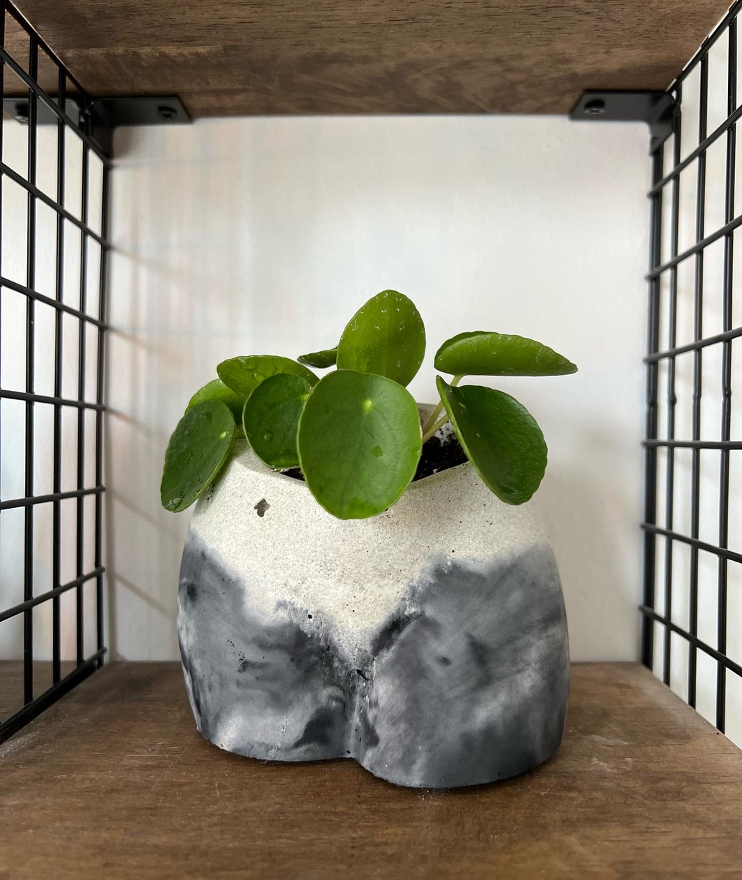 Pots – Concrete & Cacti